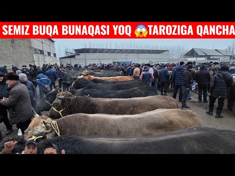 BALIQCHI BOZOR AVJIDA 👍🔥 BARAKA VA TAROZIGA SEMIZ NASILDOR BUQALAR🔥🔥🔥