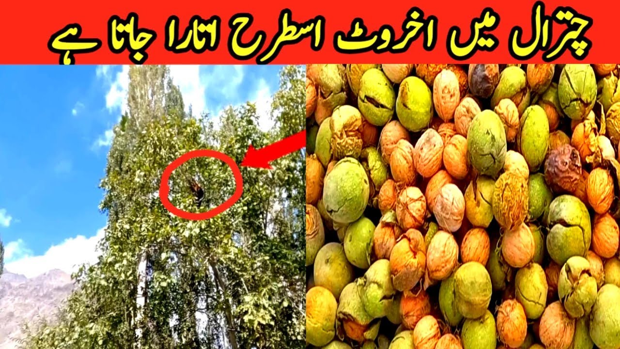اخروٹ اتارنے کا سیزن||Collecting walnuts from tree in chitral pakistan ...