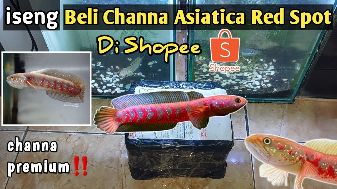 Nyoba Beli Channa Asiatica RsWs Di Shopee || cuma 13k dapet channa ...