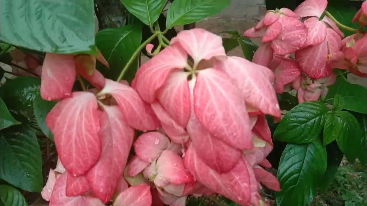 🇵🇭 Rosario Batangas Exotic Flower Dona aurora flowers blooming - YouTube