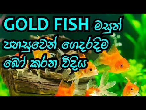 How to Breed Goldfish Sinhala/D.H FISH ADVISOR - YouTube