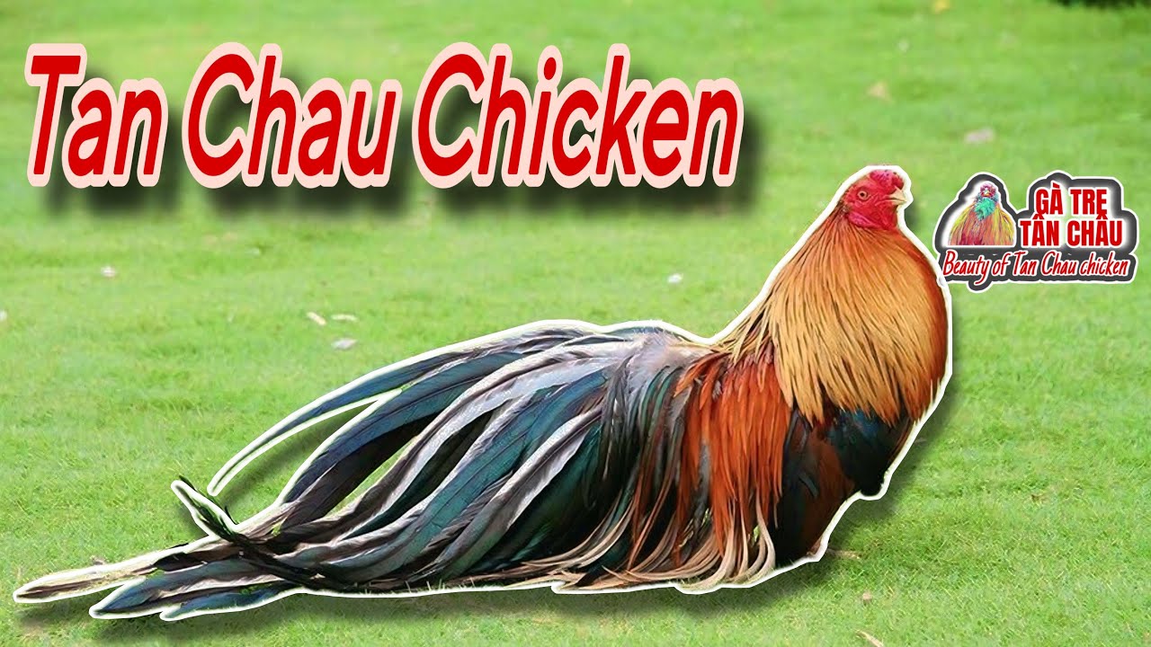 TAN CHAU CHICKEN OUTSTANDING OF ITS COLORFUL FEATHERS - YouTube