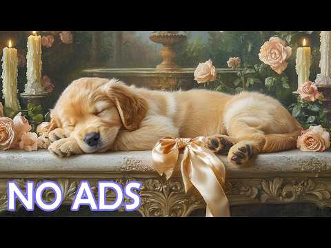 12 Saatlik Sakinleştirici Köpek Müziği 🎶 Köpekler İçin Rahatlatıcı Müzik 🐕 Köpeklerde Kaygıyı Azal