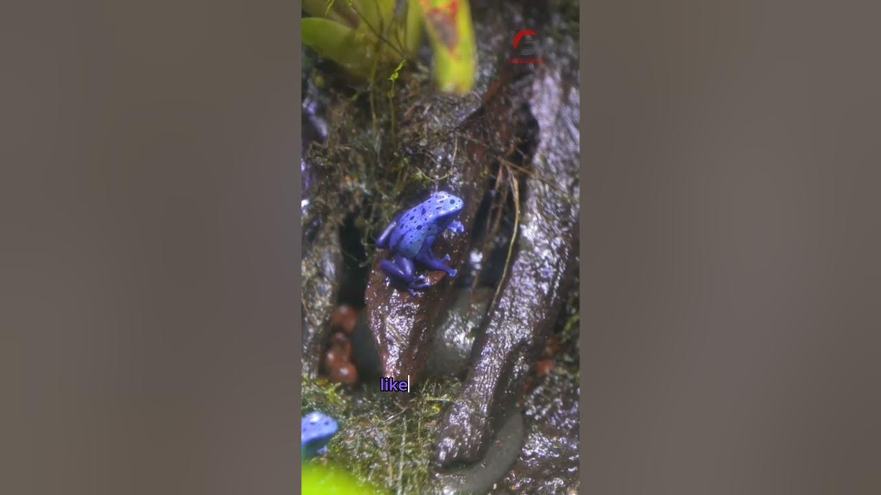 Unveiling the Amazing Secrets of the Purple Frog: 4 Fascinating Facts ...