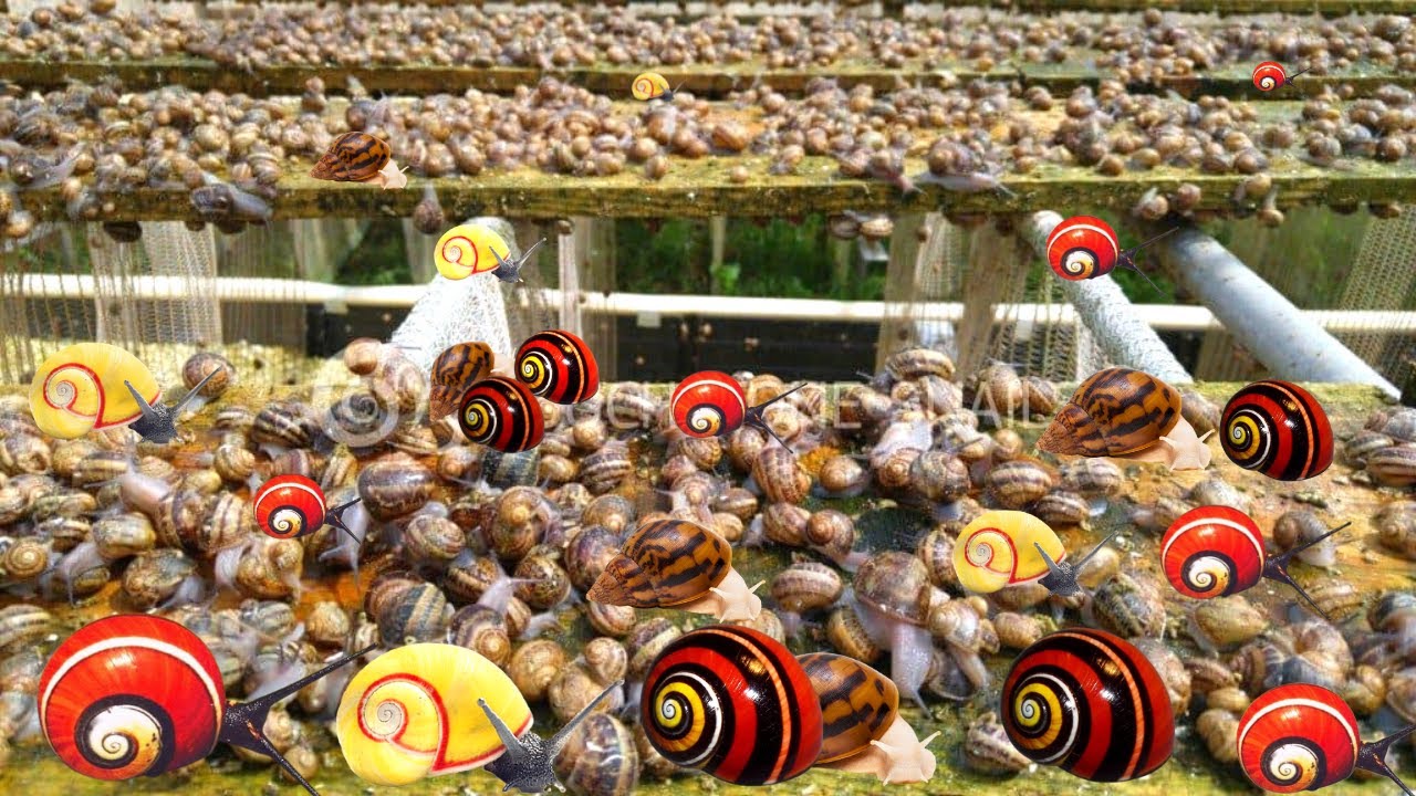 Amazing beautiful snail Farming / snail Processing factory, modern ...
