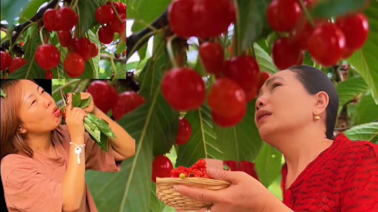 Những cây Cherry chín đỏ rực cả một vùng, hái ăn không hết #bachiemtap6 ...