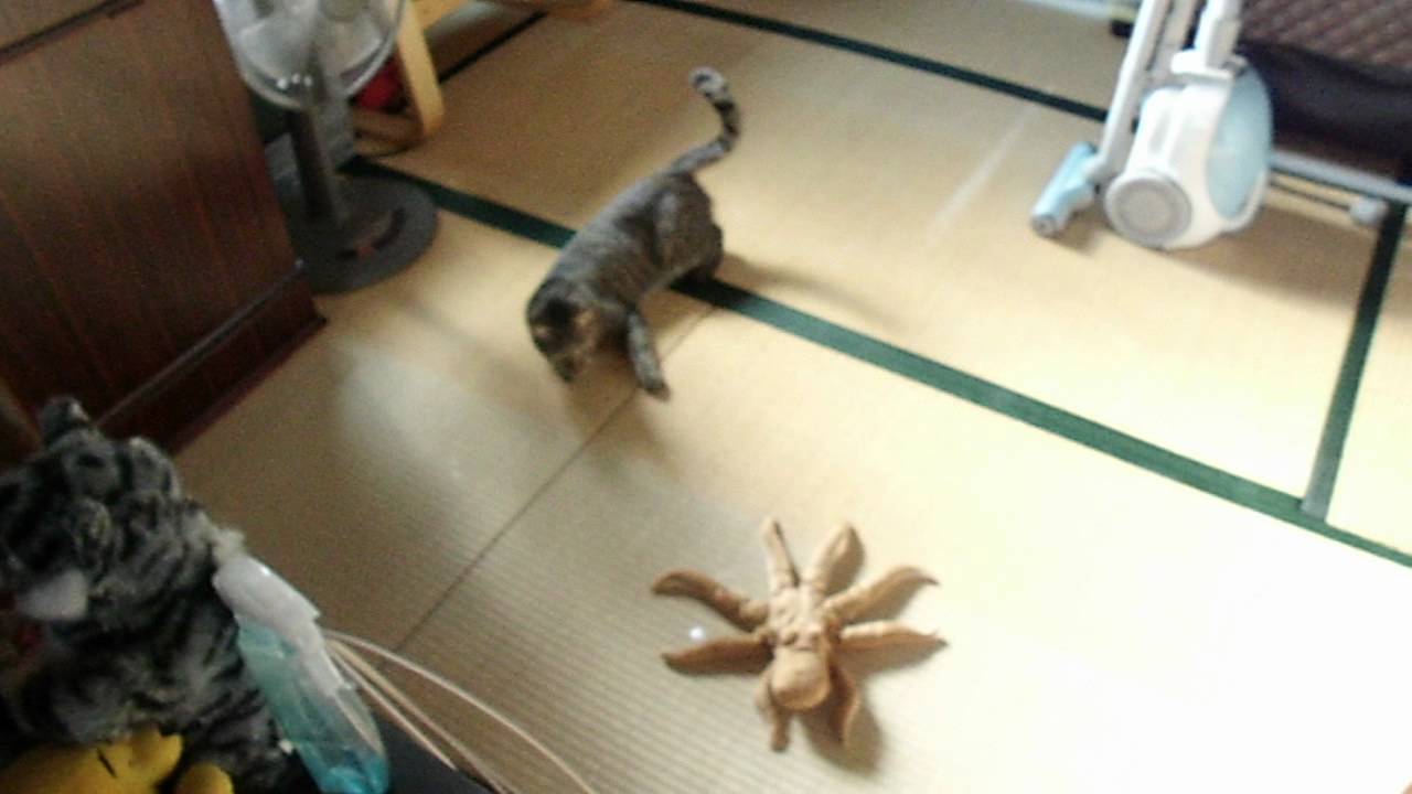 蛸vs猫！！どちらが勝つのか！！Cat vs octopus! ! What will win either! ! - YouTube