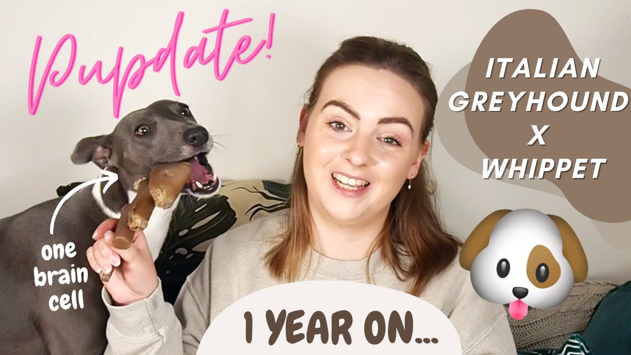 Italian Greyhound Smiling Kermit