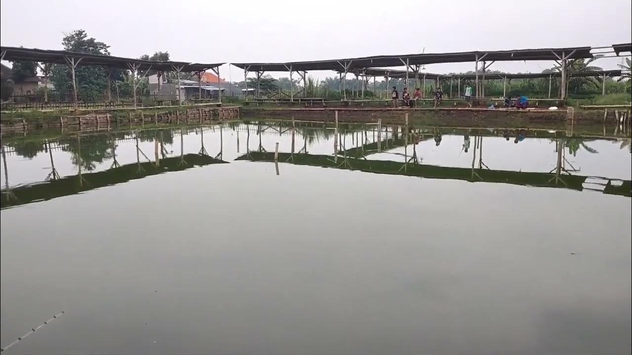 mancing Ikan Nila di kolam harian - YouTube