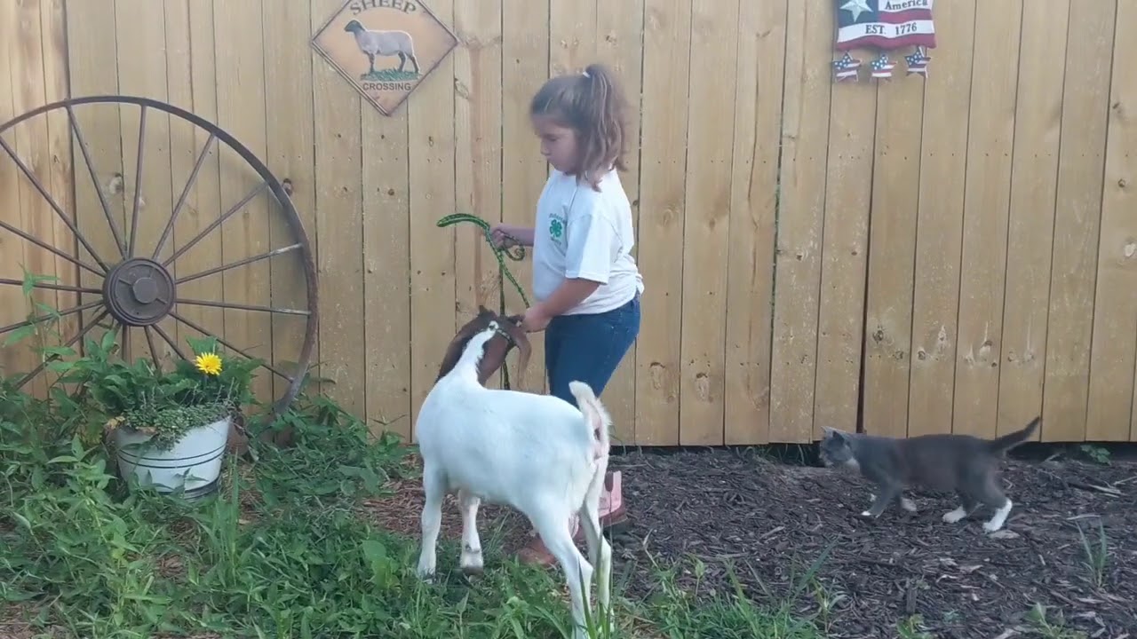Mandie Ramsey- Goat- Clover Kid Showcase - YouTube