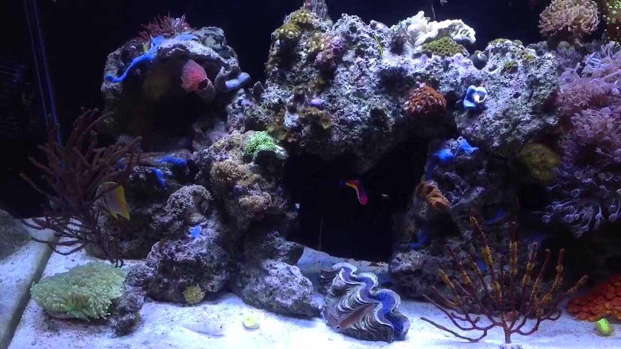 Overstock fish tank- My experience in having an overstock - YouTube