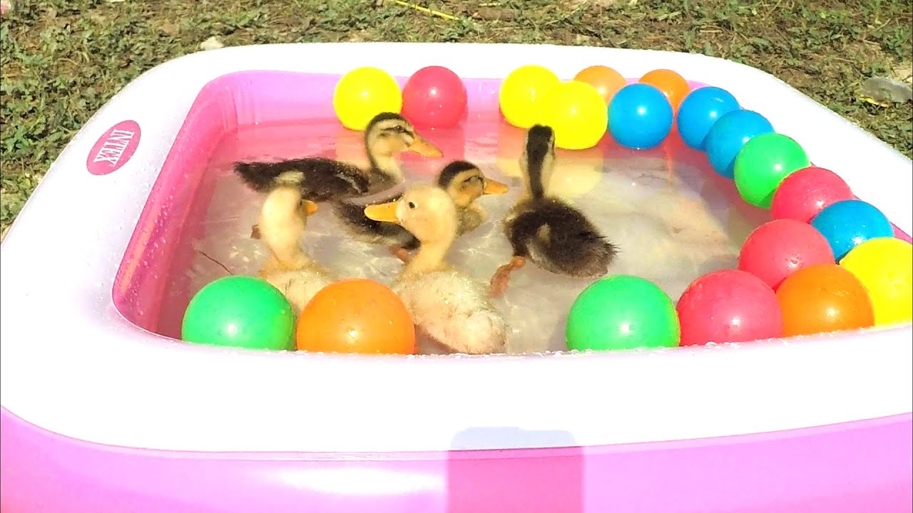 funny Ducklings ft rabbit Very Happy Jump Swim in mini pool by art tv ...