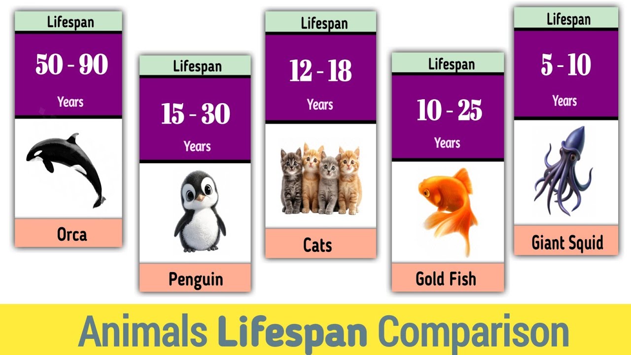 Which Animal Lives the LONGEST ?😲 Animals Lifespan Comparison - YouTube