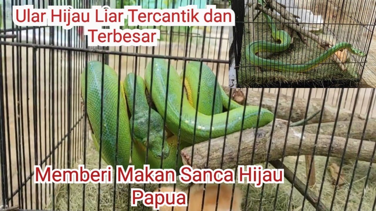 Memberi makan ular sanca hijau‼️ cara merawat ular piton hijau papua ...