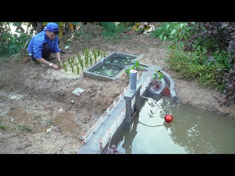 Build Small Dam To Make Fish Ponds And Rice Cultivation - YouTube