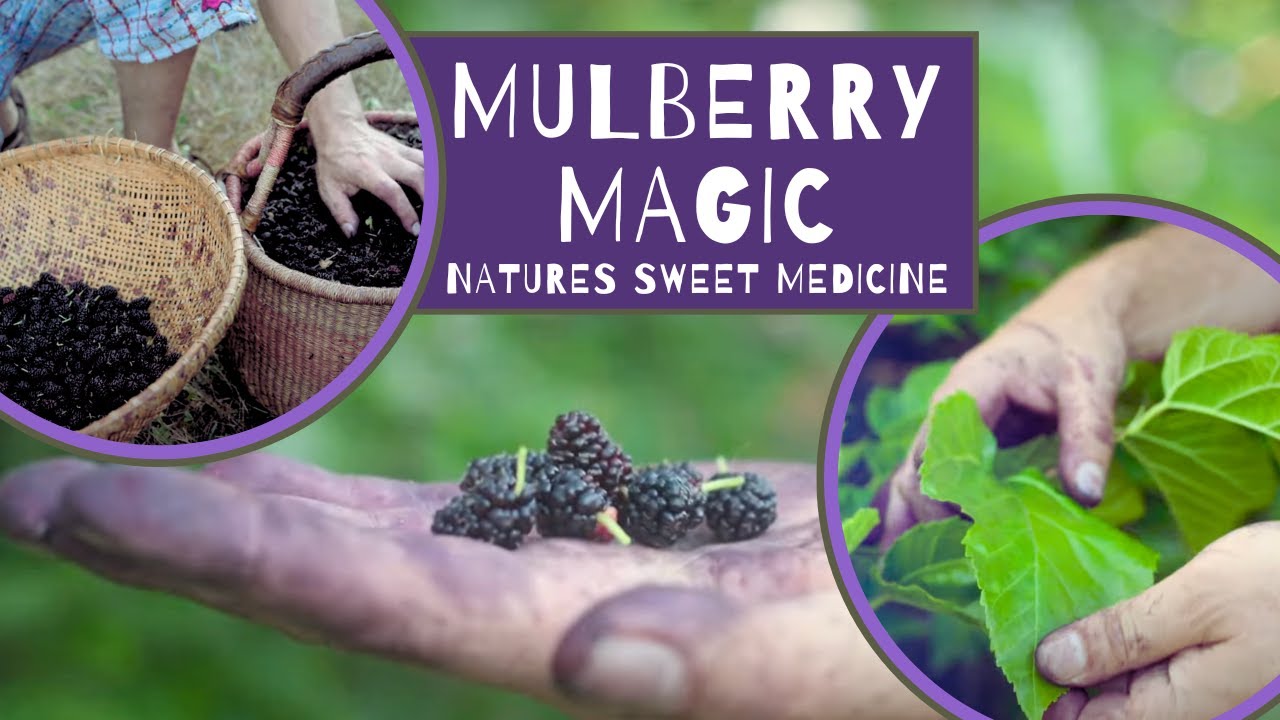 Mulberry Magic - Natures Sweet Medicine - YouTube