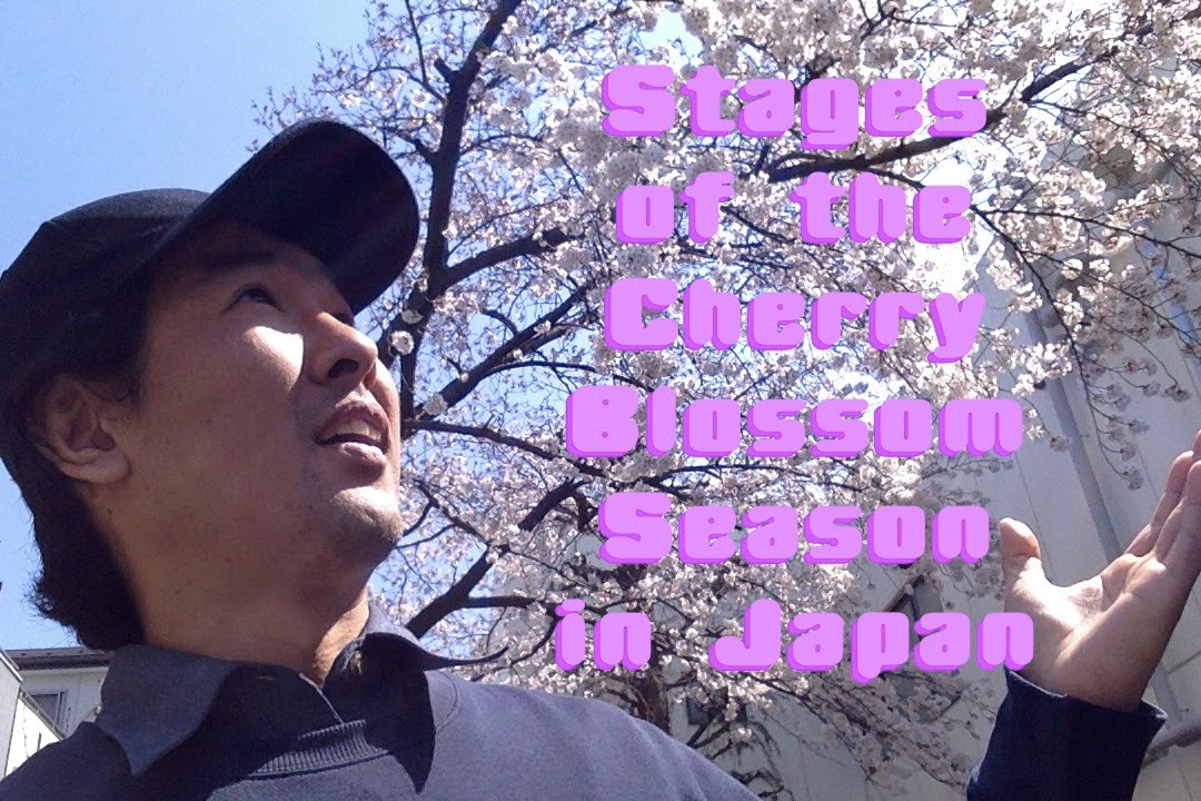 Stages of the Cherry Blossom Season in Japan - YouTube