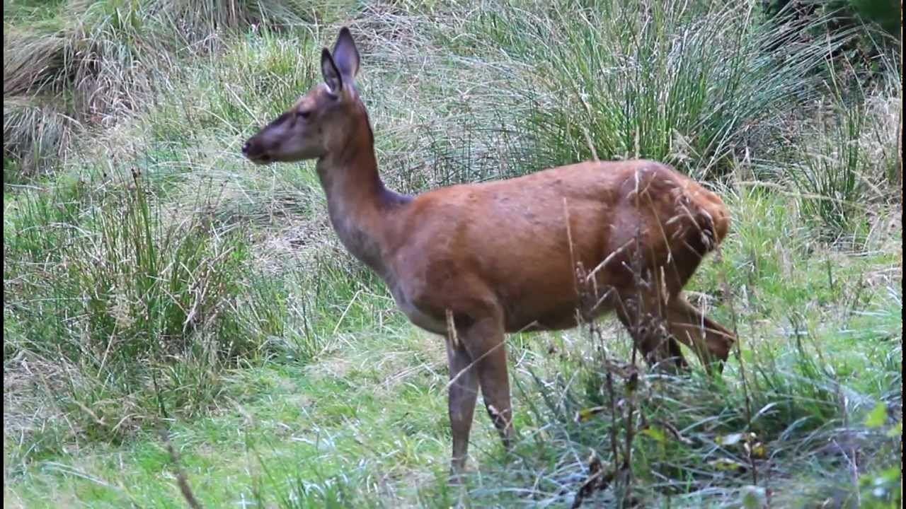 Gemeinsames Strullern (Rotkalb und Schmaltier beim Wildpinkeln) - YouTube