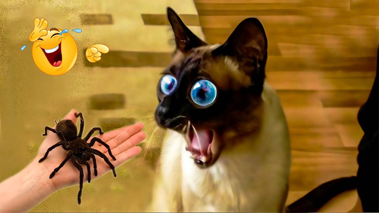 Cats and Dogs Being Hilarious – You’ll Cry Laughing! 😹🐶🤣 - YouTube