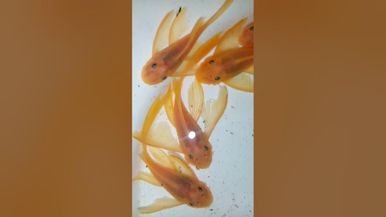 L144 long fin - YouTube