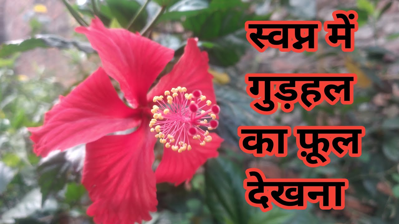 Swapn mein gudhal ka fool dekhna - YouTube
