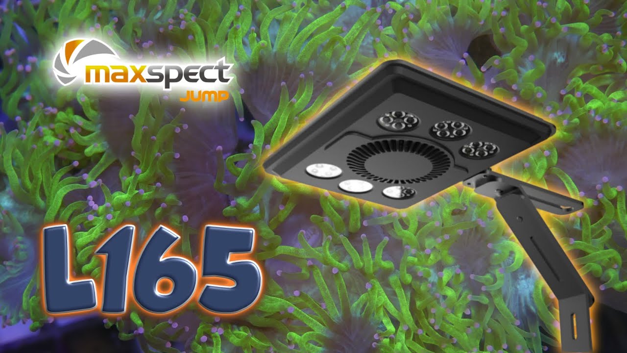Review 🔍 | Maxspect Jump L165 - YouTube