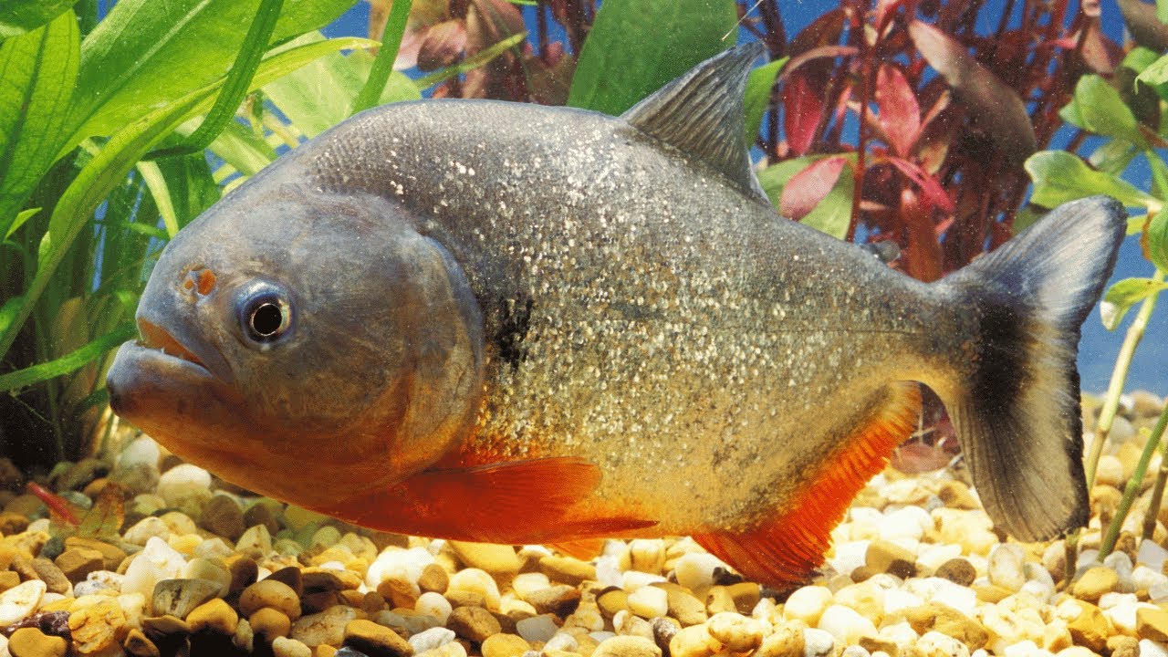 The Beauty and Intricacies of a Piranha Aquarium - YouTube