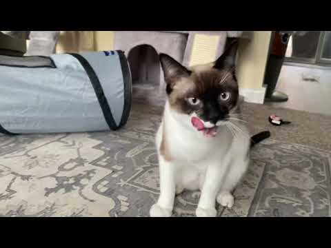 It’s feed time at the will and Grace set!#siamese #dinner#wifeysworld