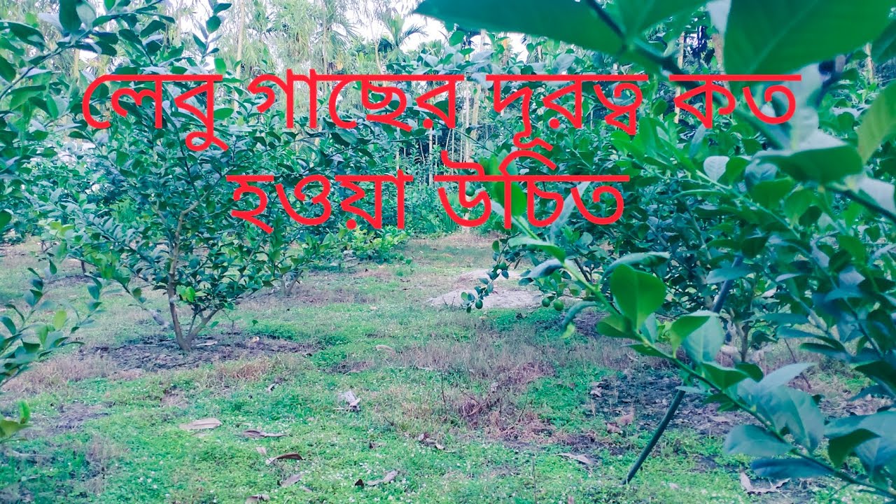 What should be the distance between two Lemon tree's. লেবু গাছের দূরত্ব ...