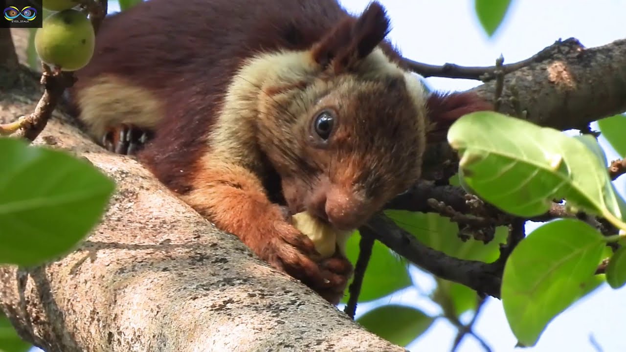 INDIAN GIANT SQUIRREL (SHEKRU) / RAIGAD, MAHARASHTRA - YouTube