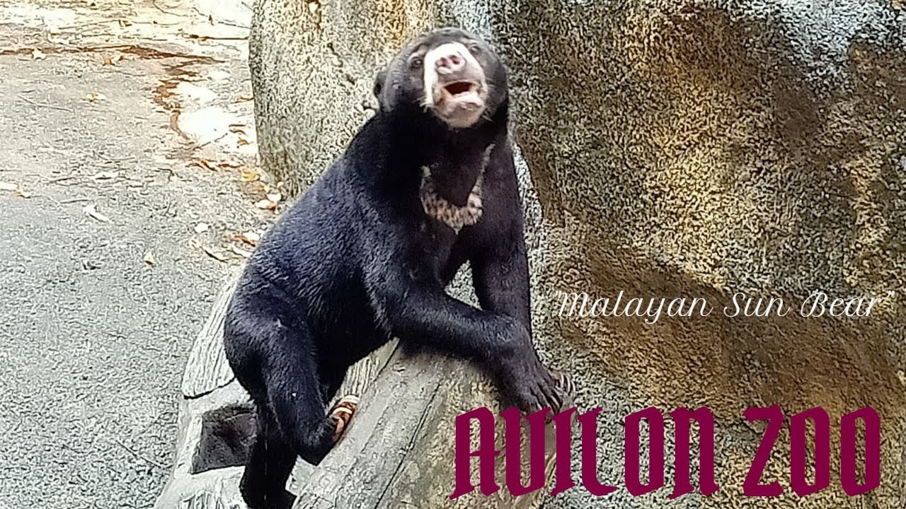 AVILON ZOO "Malayan Sun Bear" - YouTube