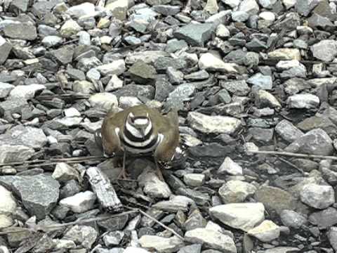 Kildeer sighting 2