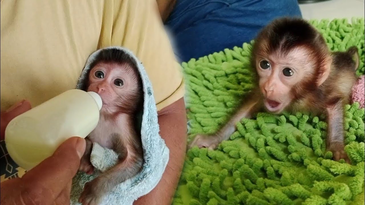 Discipline every morning to drink milk for newborn baby monkeys - YouTube