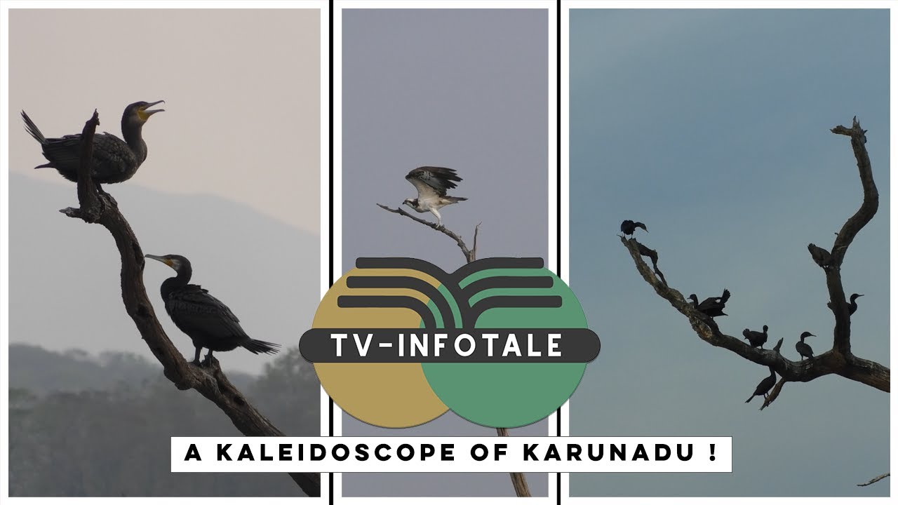 Bhadra Backwaters Boat Safari! | TV-INFOTALE - YouTube