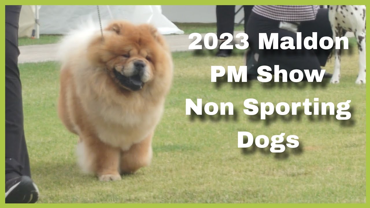 2023 Maldon PM Show - Non Sporting Dogs - YouTube