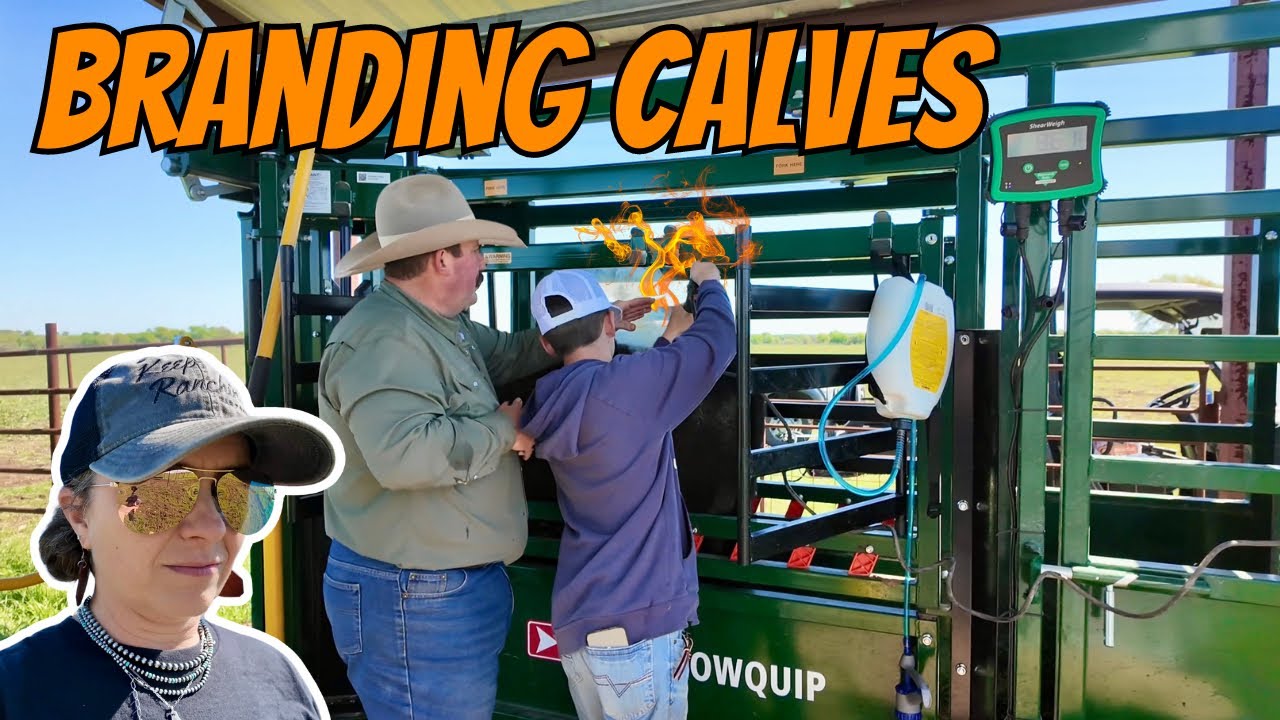Learning How to Brand Cattle | Bar 7 Ranch - YouTube