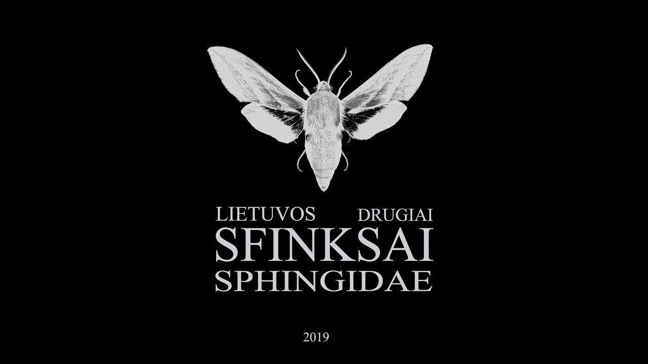 Sphingidae - Lietuvos drugiai sfinksai - YouTube