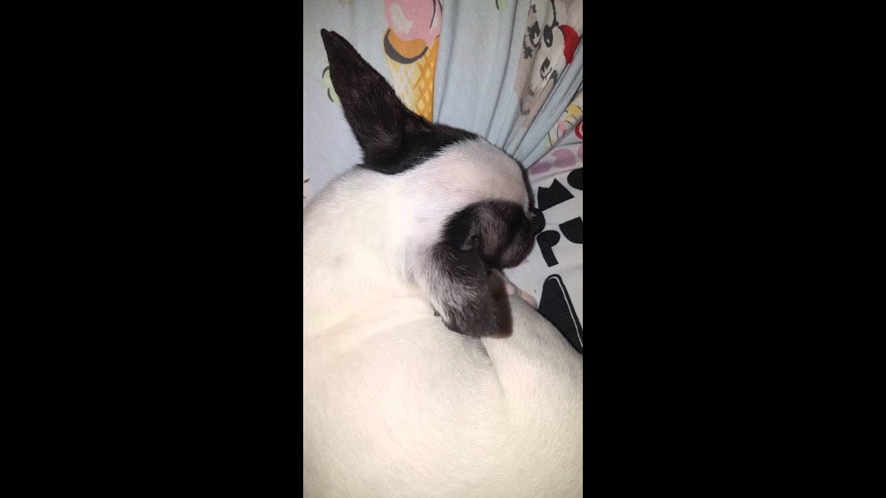 Meme Snoring - YouTube