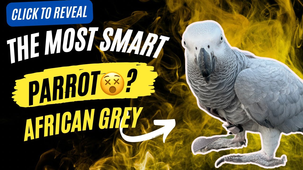 Smart African Grey Parrot || Smart African Grey || Smart Parrot - YouTube
