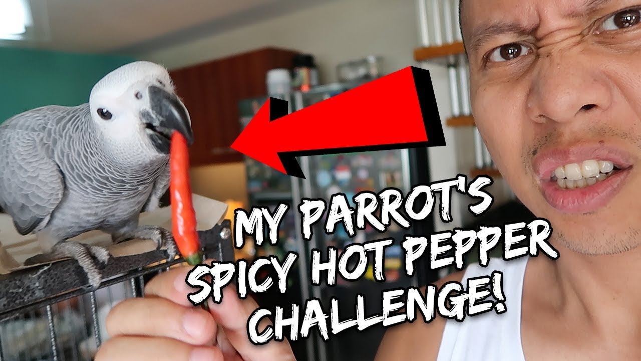 My Parrot's "Spicy Hot Pepper" Challenge - very surprising reaction ...