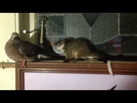 Spotted necked dove with ringtail possum - YouTube