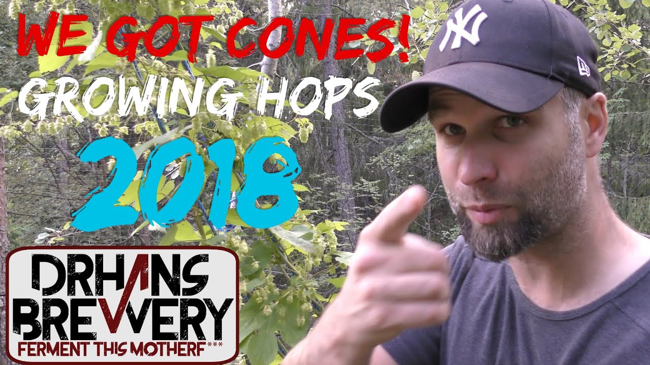 We Got Hops Cones - Growing hops at home part 6 - YouTube