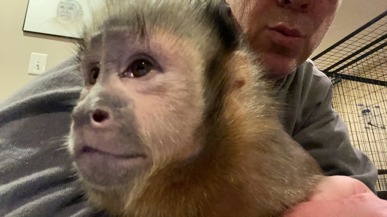 Monkey Monday’s! LIVE! - YouTube