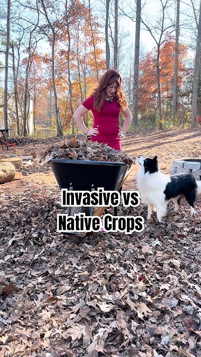 Native vs Invasive Species Crops - YouTube