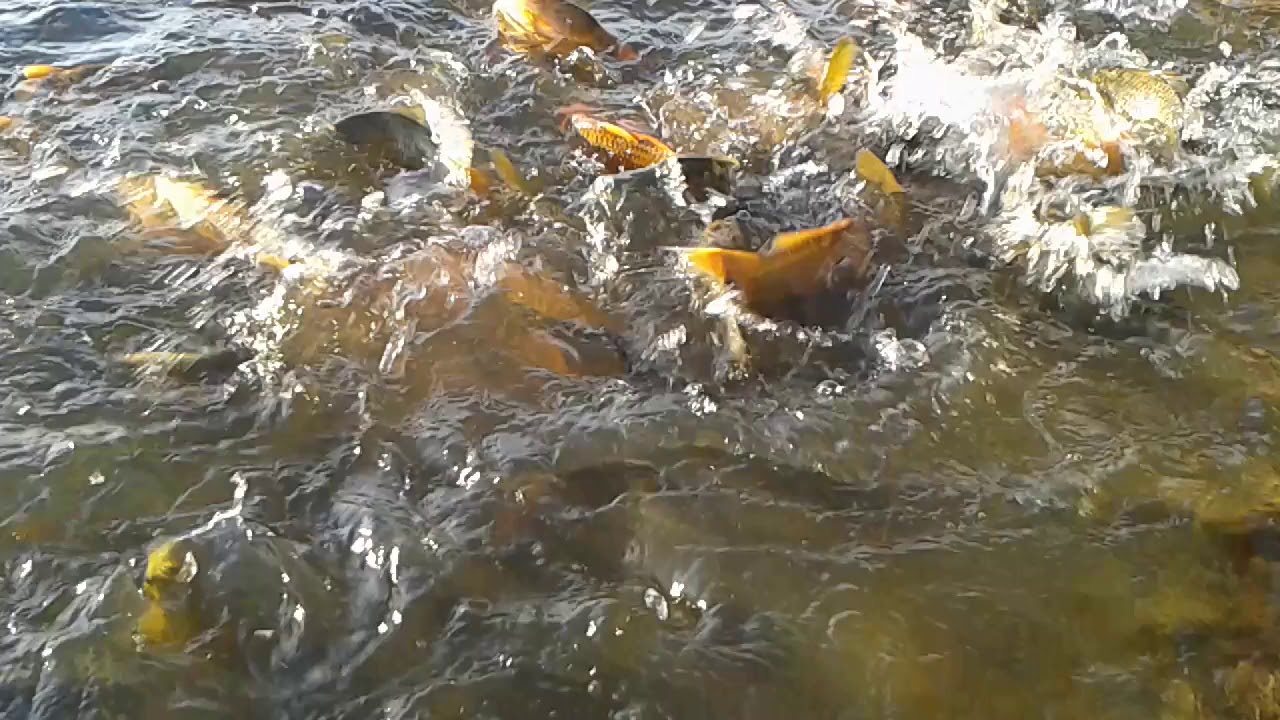 Carfu fish feeding time. - YouTube