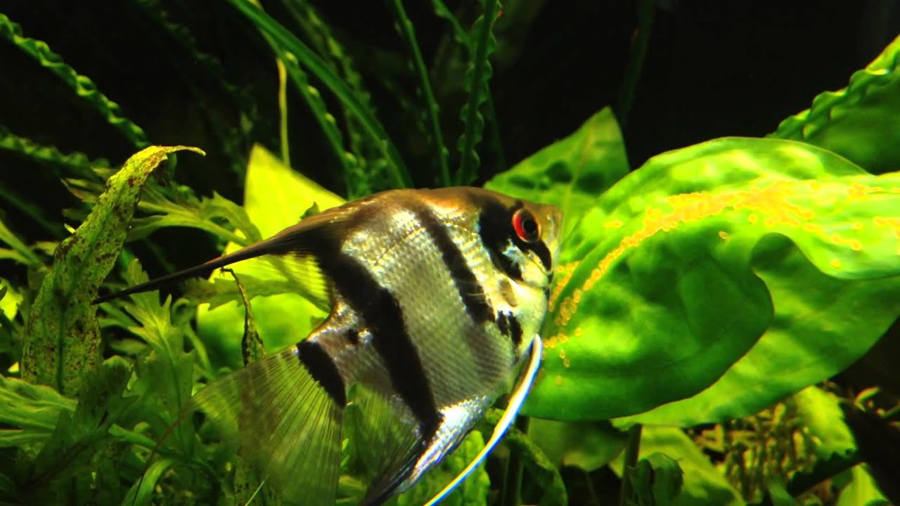 Pterophyllum scalare - Angelfish - YouTube