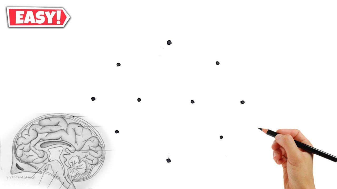 Dots की मदद से Human Brain Diagram drawing // Human Brain Diagram Class ...