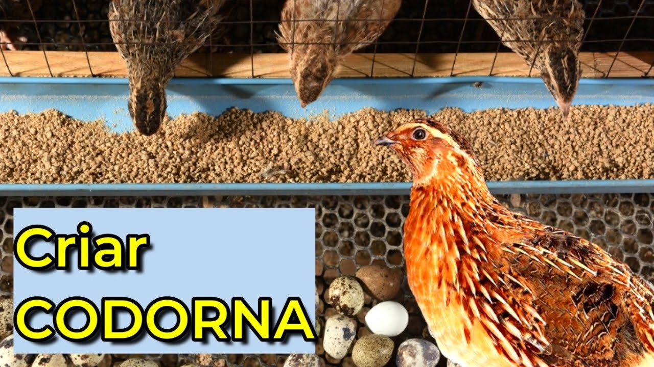 Codorna nascendo, dicas de como criar codornas - YouTube
