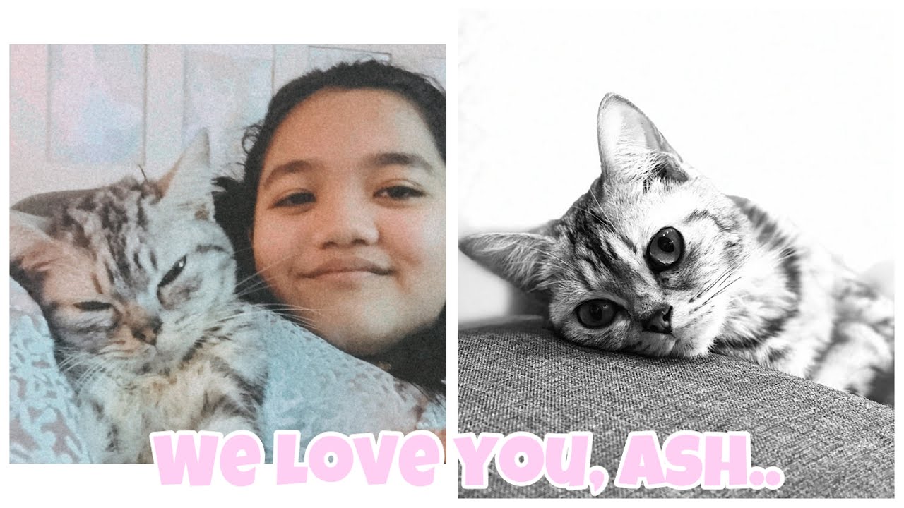 THE HARDEST DAY OF OUR LIVES | Losing our cat, Ash to FIP (RIP DARLING ...