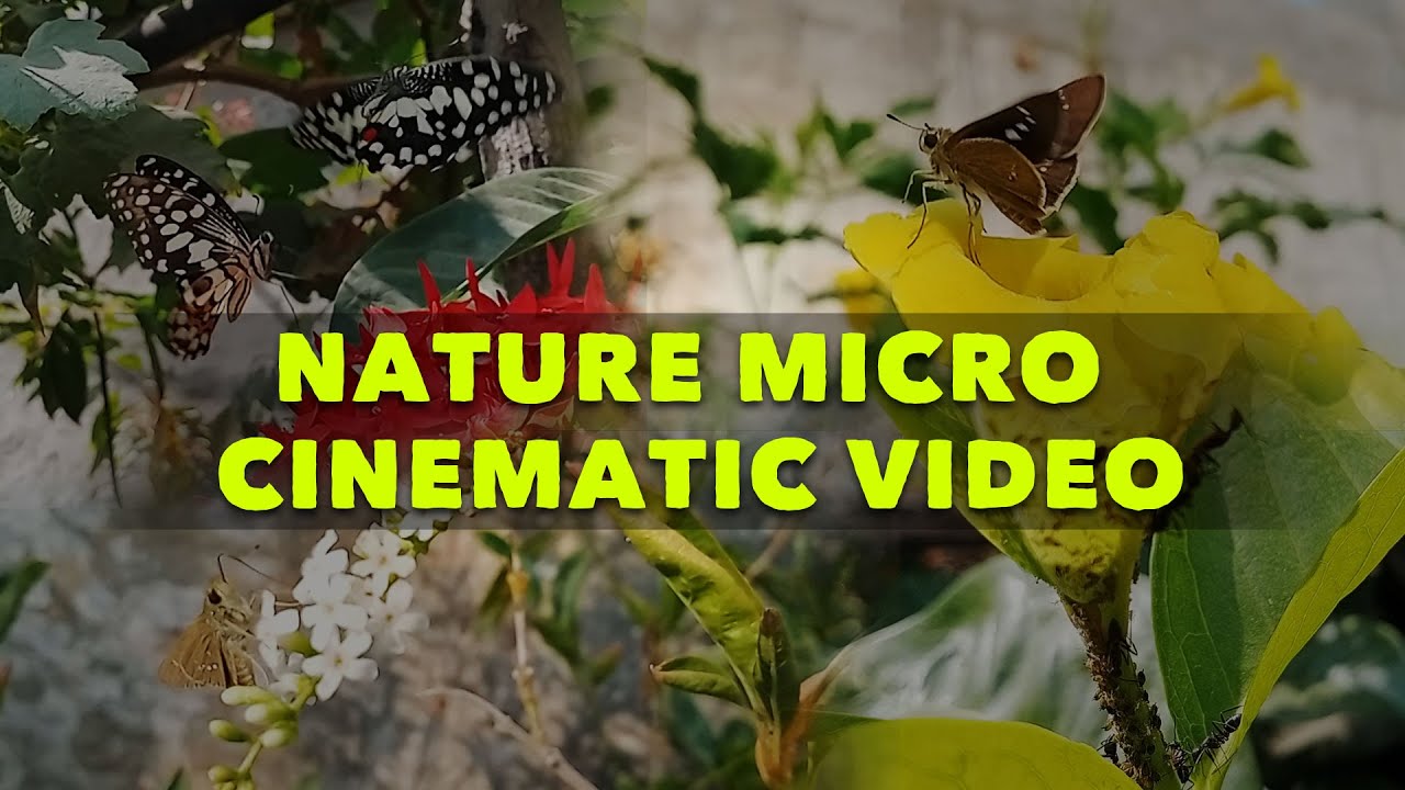 How To Shoot Micro Cinematic Video Of Nature With Cheap Mobile Phone ...